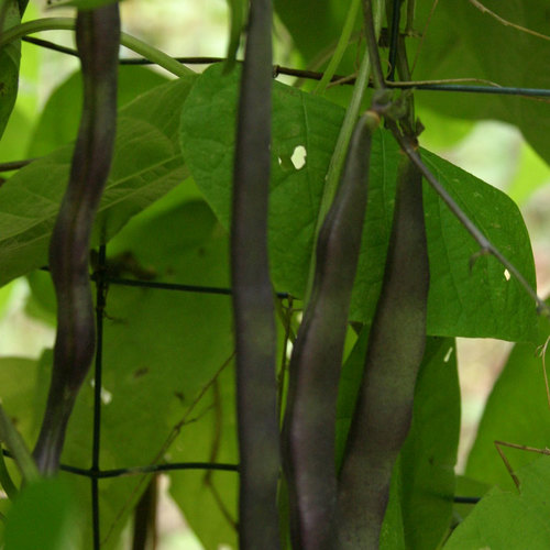 Pole Beans - Fine Gardening