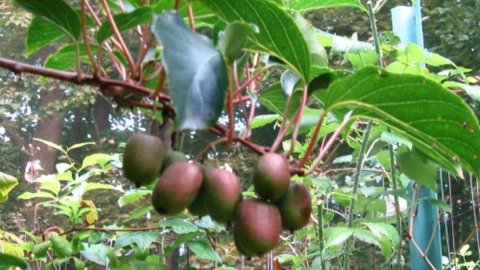 Miracle Fruit Party Fools Taste Buds and Guests - FineGardening