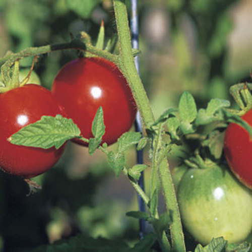 The Road to Healthy, Productive Tomatoes - Fine Gardening