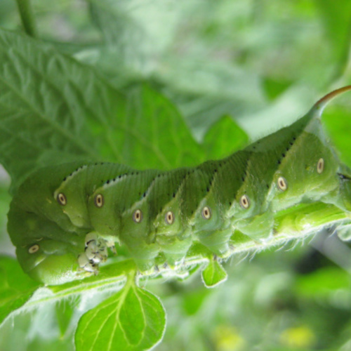 Using Bt to Combat Garden Pests - Fine Gardening