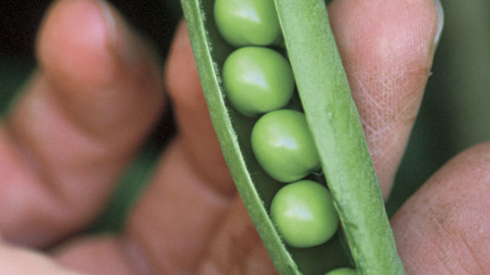 Okra Grows Up North - FineGardening