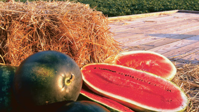 How to Grow Sweet Watermelons - FineGardening