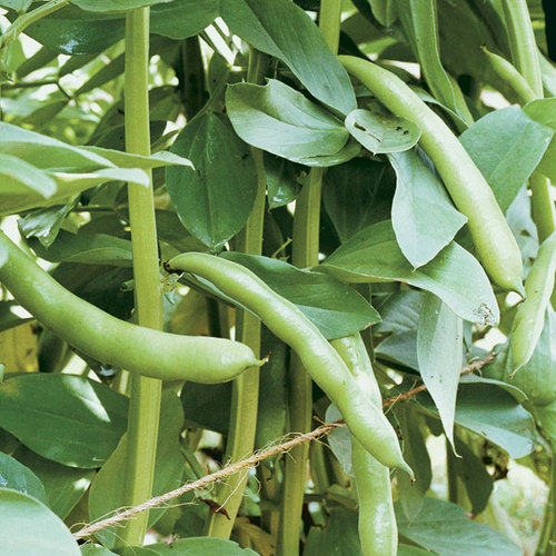How to Grow Favas, the Cool-Season Bean - Fine Gardening