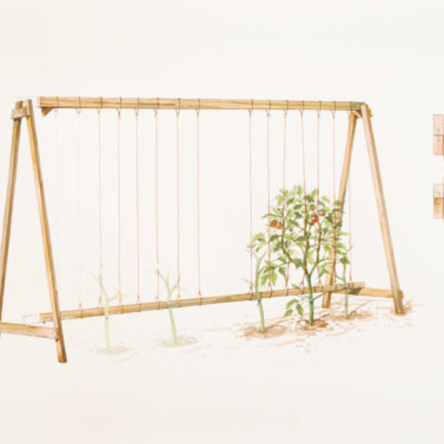 Build an A-Frame Tomato Trellis - Fine Gardening