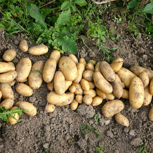 Home-Grown Potatoes! - Fine Gardening