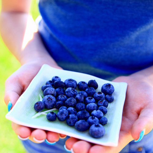 Blueberries as Edible Landscaping - Fine Gardening