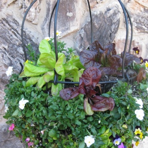 Why My Lettuce is in a Hanging Basket - Fine Gardening