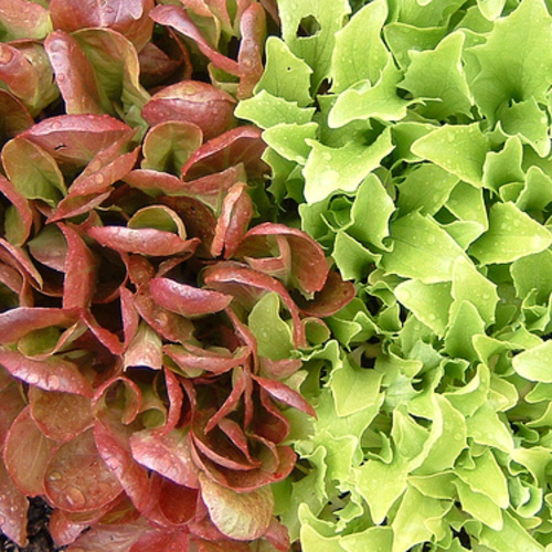 Get Ready for Fall Lettuce - Fine Gardening