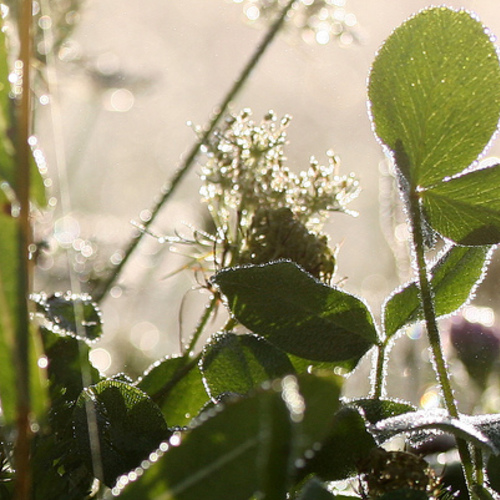 Pre-Sprouting As Spring Weed Control - Fine Gardening