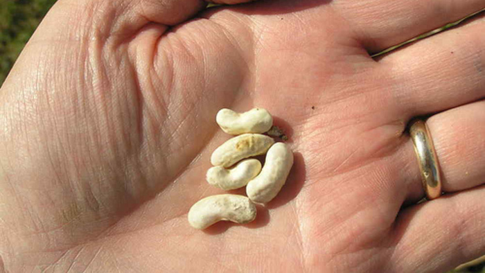 Seeds and the Art of Hitchhiking - FineGardening