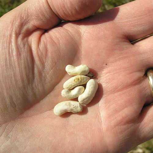 How to Share Open-Pollinated and Heirloom Vegetable Seeds - Fine Gardening