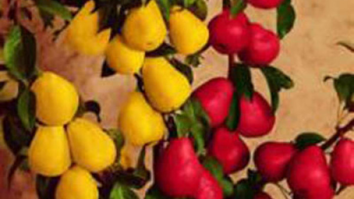 Controlling Scales, a Common Pest of Fruit Trees - FineGardening