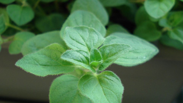 Herb Gardening with Cuban Oregano - Fine Gardening