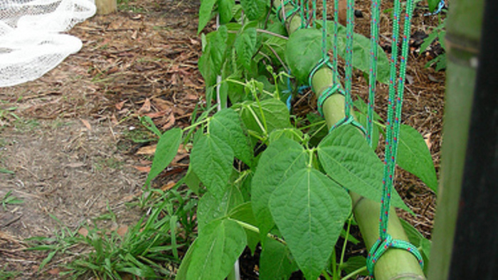 8 Reasons to Plant Vegetable Starts Instead of Seeds - Fine Gardening