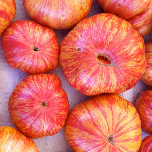 Delicious Tomatoes in Surprising Colors - Fine Gardening