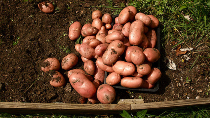 Grow Some Spuds in Your Duds - Fine Gardening