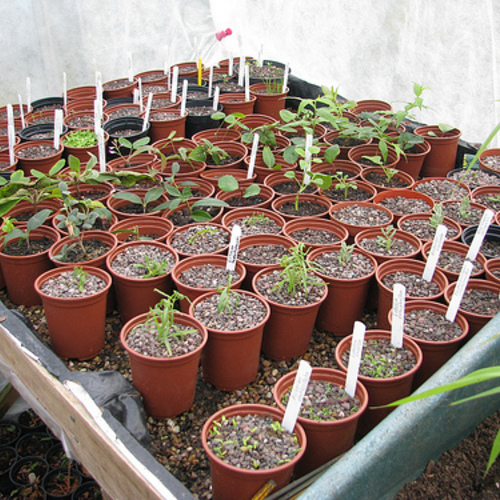 Using Softwood Cuttings to Propagate Plants - Fine Gardening