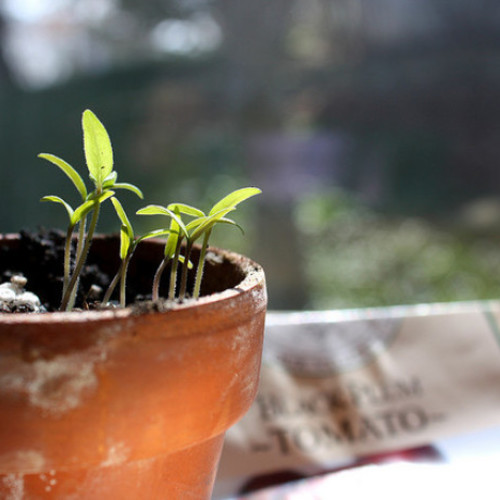 Planting Seeds vs. Starts: Pros and Cons - Fine Gardening