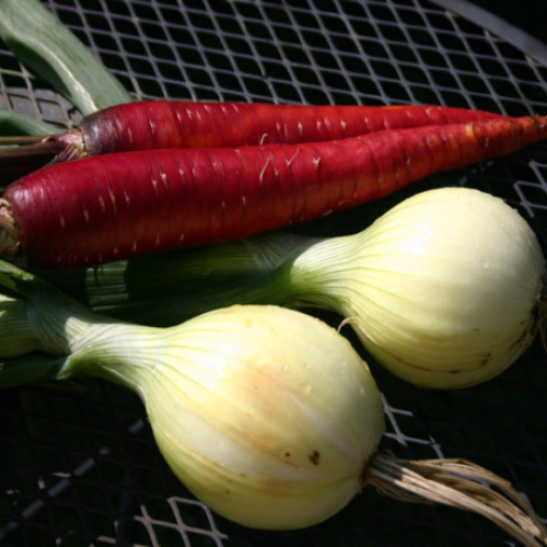 Grow Some Interesting Heirloom Onion Varieties - Fine Gardening