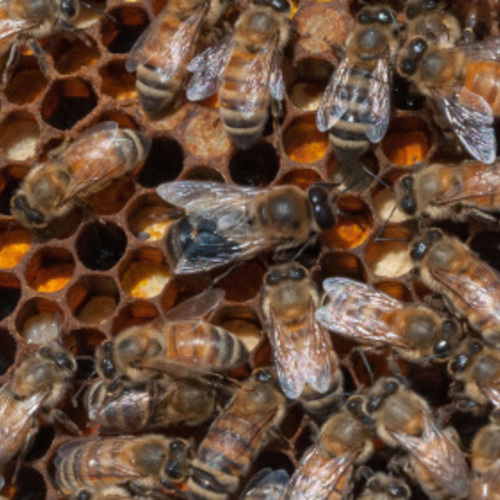 10 Fascinating Facts About Honey Bees - Fine Gardening
