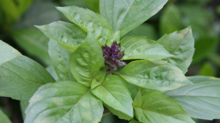 Cooking with Basil: Thai Stir-Fry Chicken with Basil - Fine Gardening