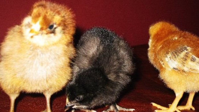 Raising Animals as Gardening Allies - Fine Gardening