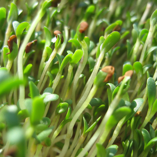 Grow Sprouts for the Perfect Indoor Crop - Fine Gardening