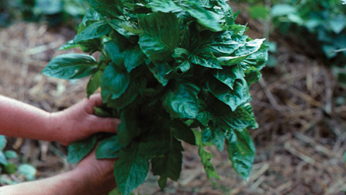 These Basil Varieties Shine in the Kitchen - Fine Gardening