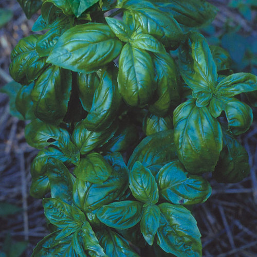 These Basil Varieties Shine in the Kitchen - Fine Gardening