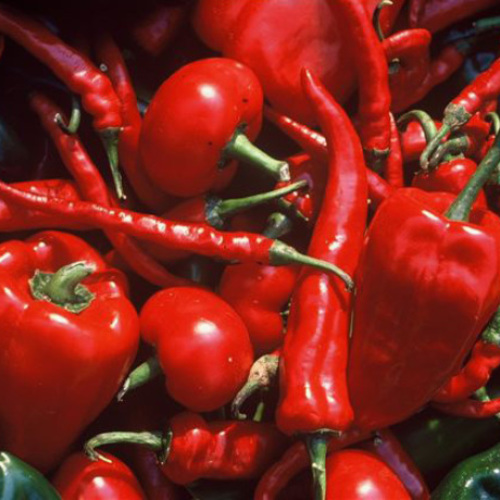 Red Hot! How to Harvest, Dry, and Store Mature Red Chiles - Fine Gardening
