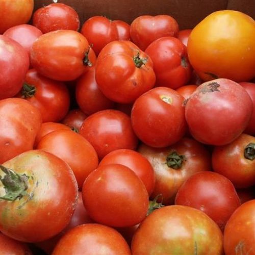 Tis' the Season...for Tomatoes that is... - Fine Gardening