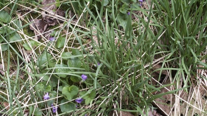 Chives in Spring - Fine Gardening