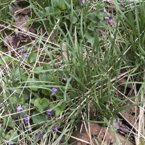 More Harbingers of Spring: Chives - Fine Gardening