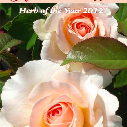 Rose, Herb of the Year 2012 - Fine Gardening