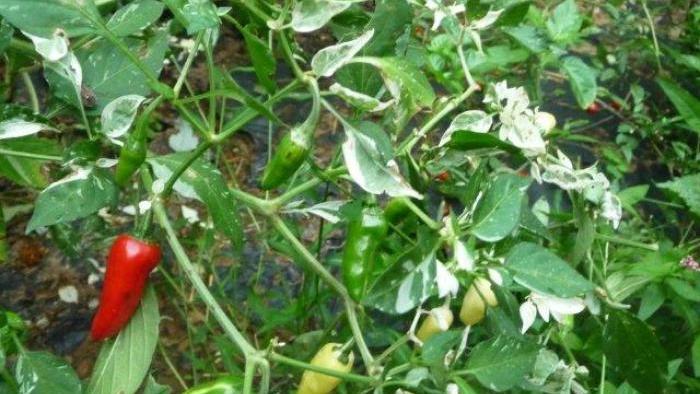 How Hot Are 'Thai Dragon' Peppers? - FineGardening