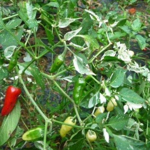 Fish Peppers - Fine Gardening