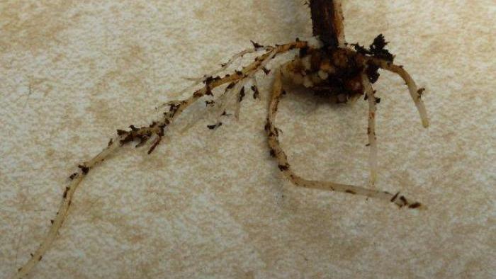 Rooting Tip Cuttings - Fine Gardening