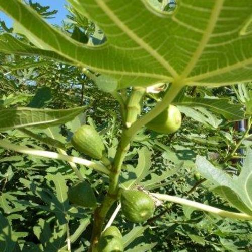 Figs in Fall - Fine Gardening