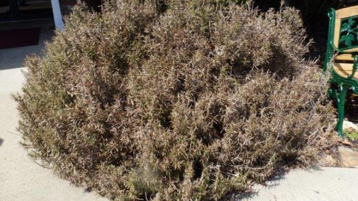 It's Alive! And how you can keep it that way! - Fine Gardening