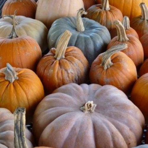 Pumpkintime - Fine Gardening
