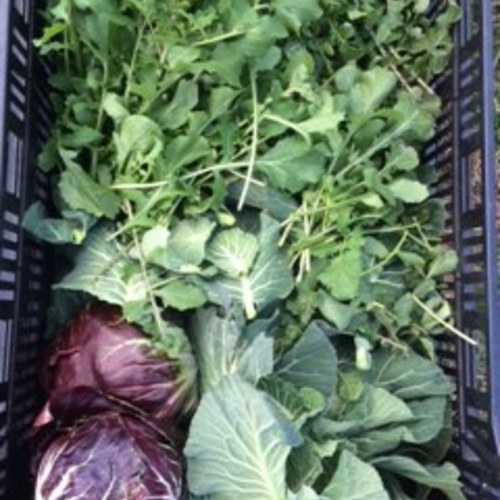 cole crops - FineGardening