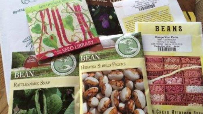 Experimenting with Fava Beans - Fine Gardening