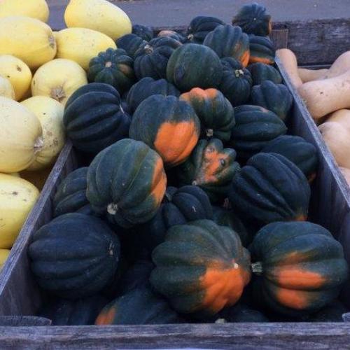 Cucurbitas: Winter Squash and Pumpkins - Fine Gardening