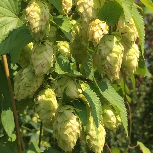 Sorting through Hop Terminology - Fine Gardening