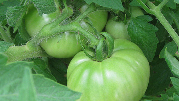 My Must-Have Tomato - FineGardening