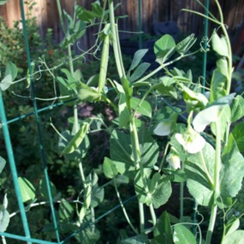 Like Two Beans in a Pod - Fine Gardening