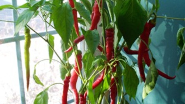 From Paprika Seeds to Paprikash - Fine Gardening