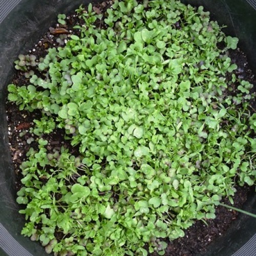 How to Grow Micro Greens - Fine Gardening
