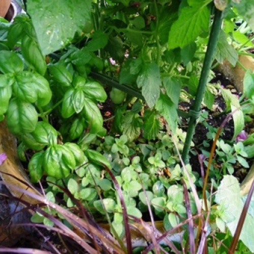 Plant a Pizza Garden in a Pot - Fine Gardening