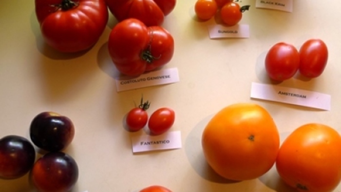 Chocolate Tomatoes are a Sweet Garden Surprise - Fine Gardening